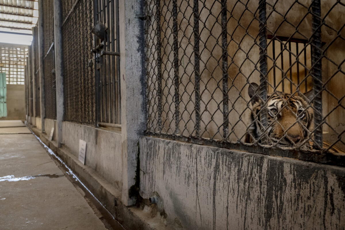 Emaciated Tiger Among 15 Big Cats Rescued From Farm In Thailand - Pubity