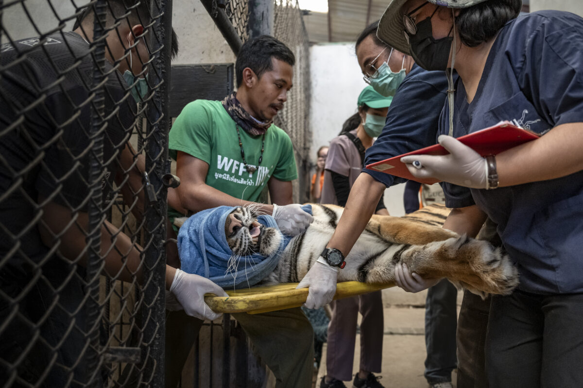 Emaciated Tiger Among 15 Big Cats Rescued From Farm In Thailand - Pubity