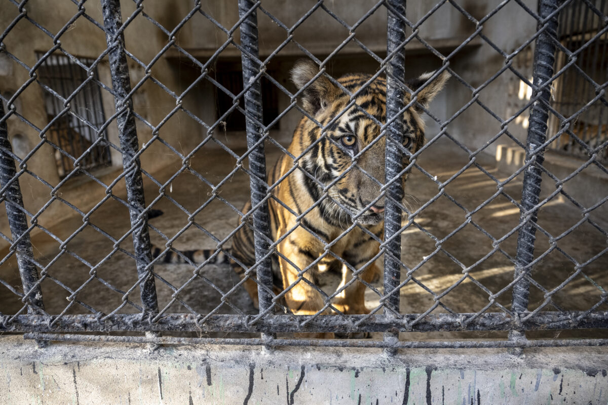 Emaciated Tiger Among 15 Big Cats Rescued From Farm In Thailand - Pubity
