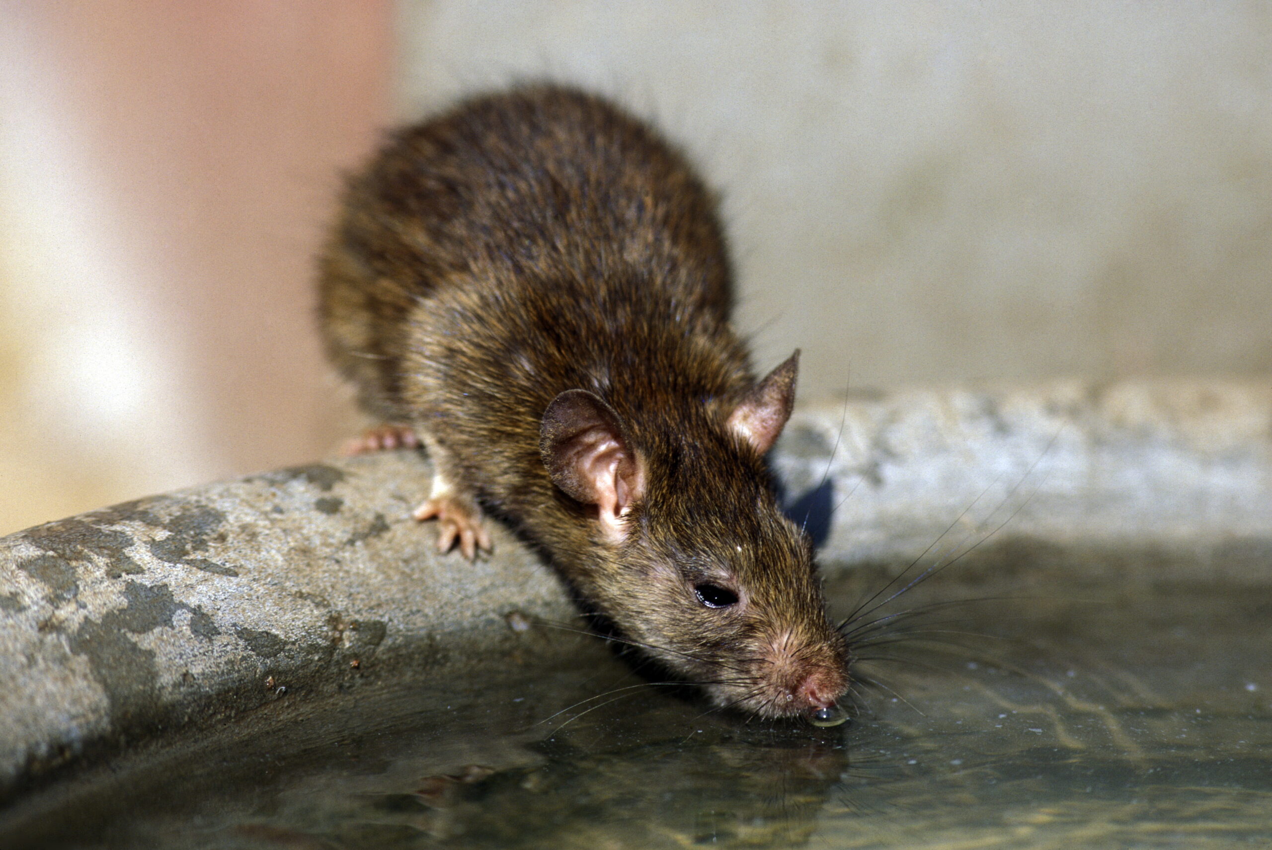 Rat Arrested For Stealing Liquor In India - Pubity