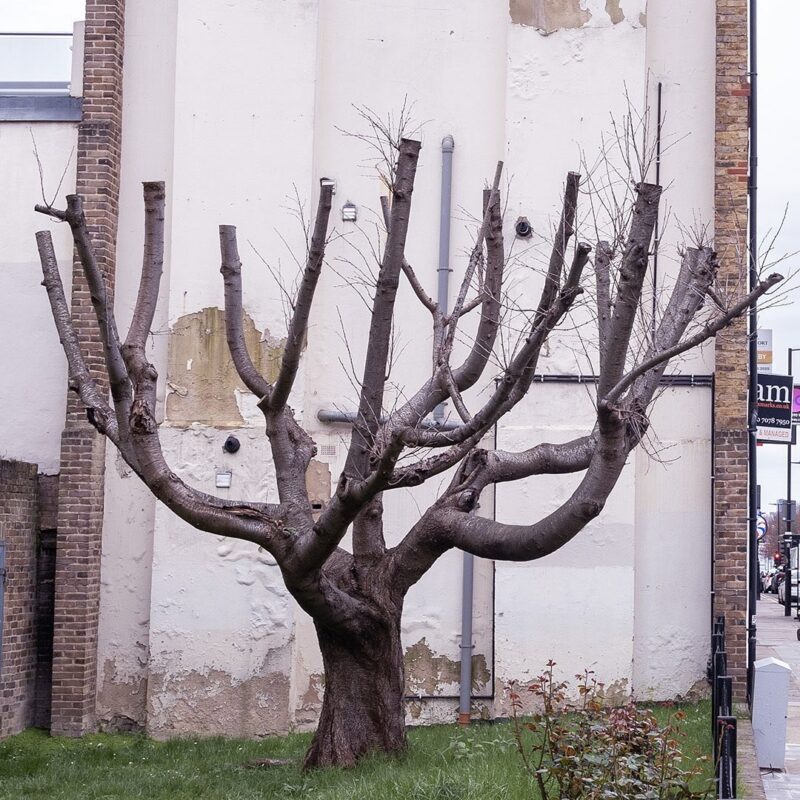 Banksy Confirms He Is Behind London Tree Artwork - Pubity