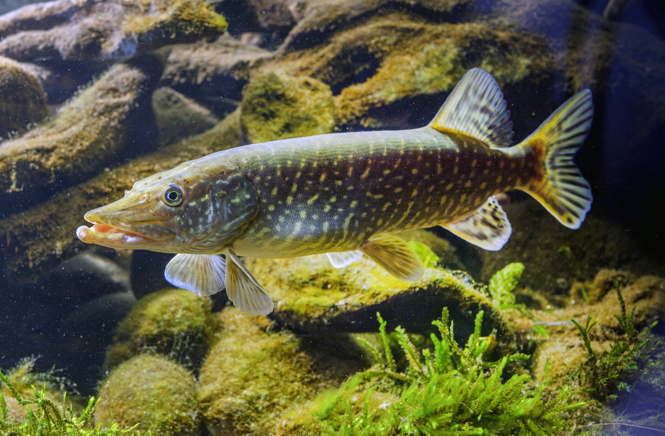 British Fish Full Of Cocaine, Marine Expert Claims - Pubity