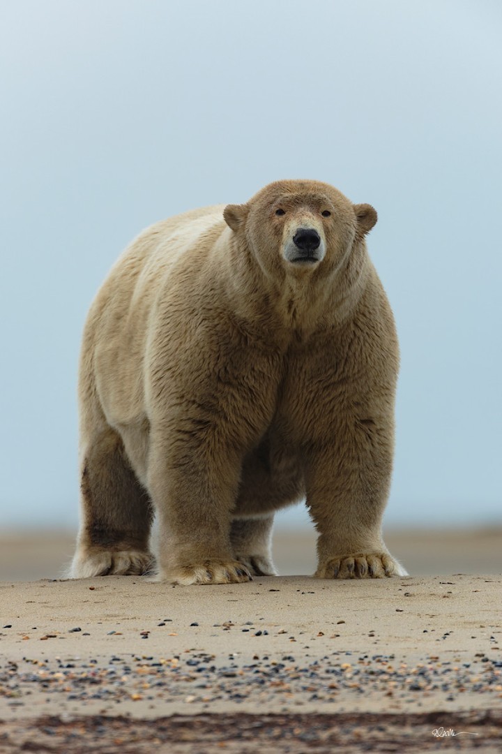 Meet Fat Albert – the world’s biggest polar bear - Pubity