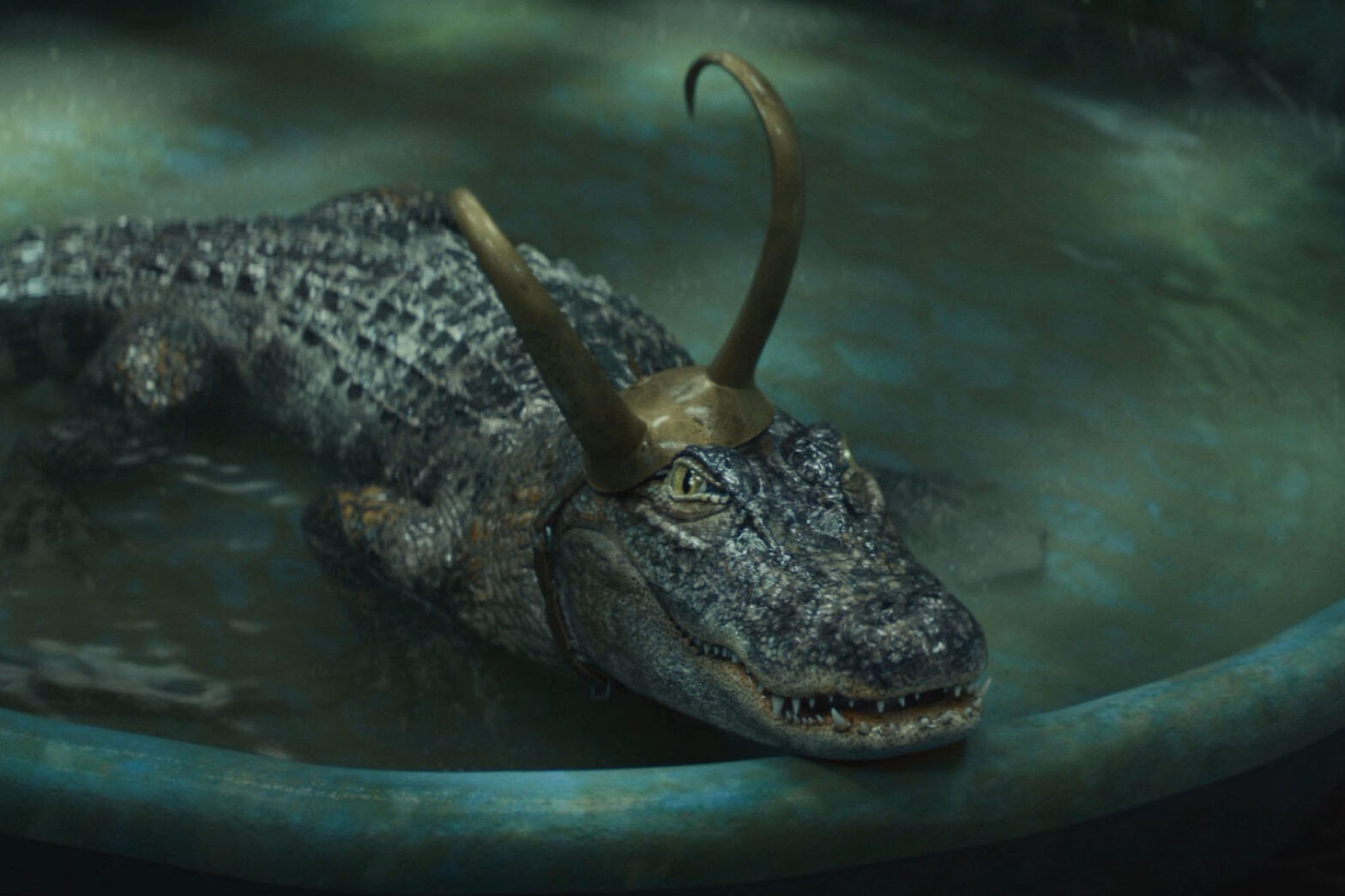 Fears for ‘Alligator Loki’ after animal actor goes missing - Pubity