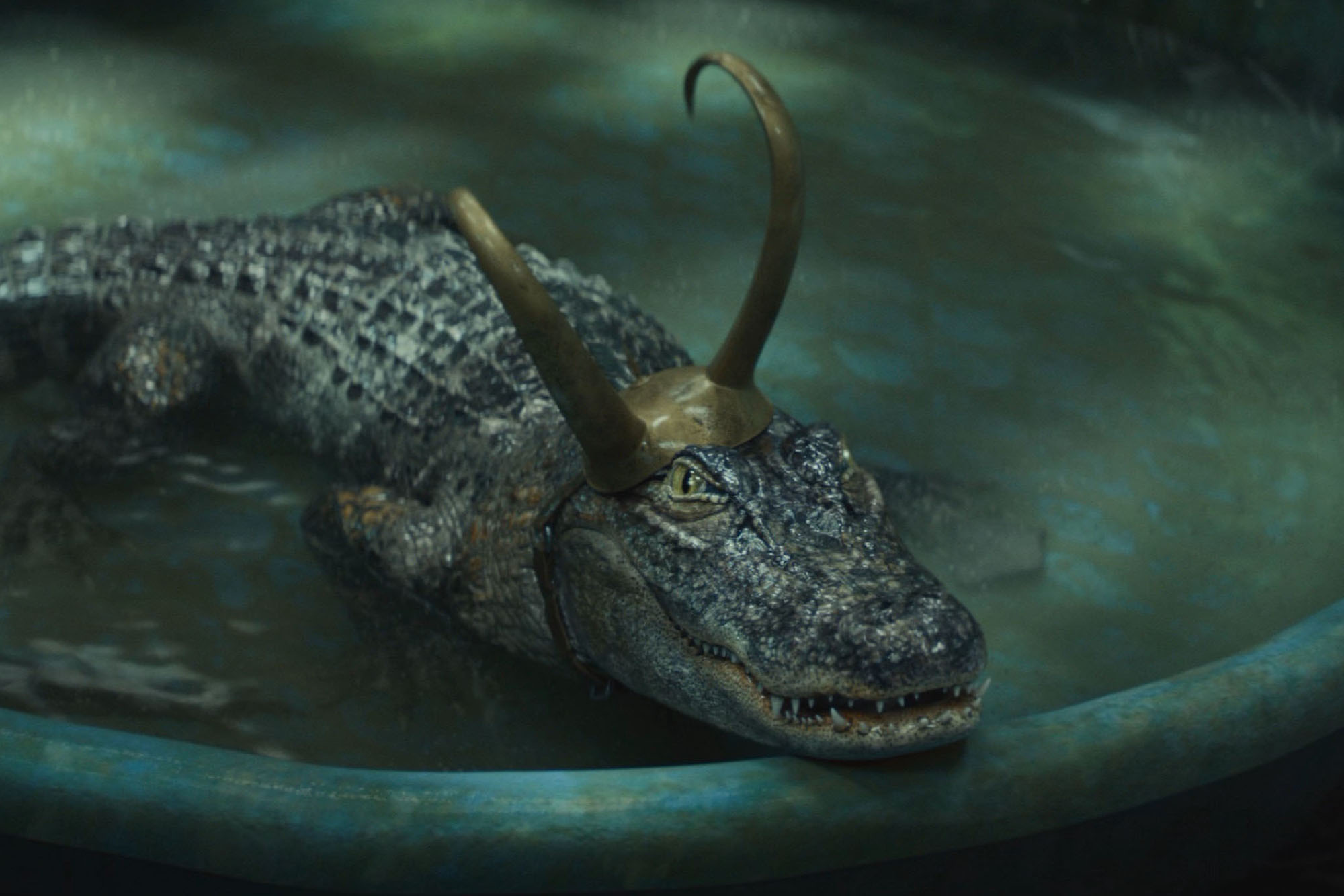 Fears for ‘Alligator Loki’ after animal actor goes missing - Pubity