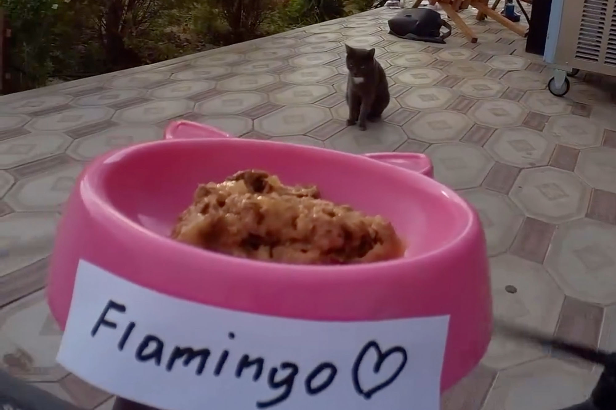 Drone delivering cat food goes viral - Pubity