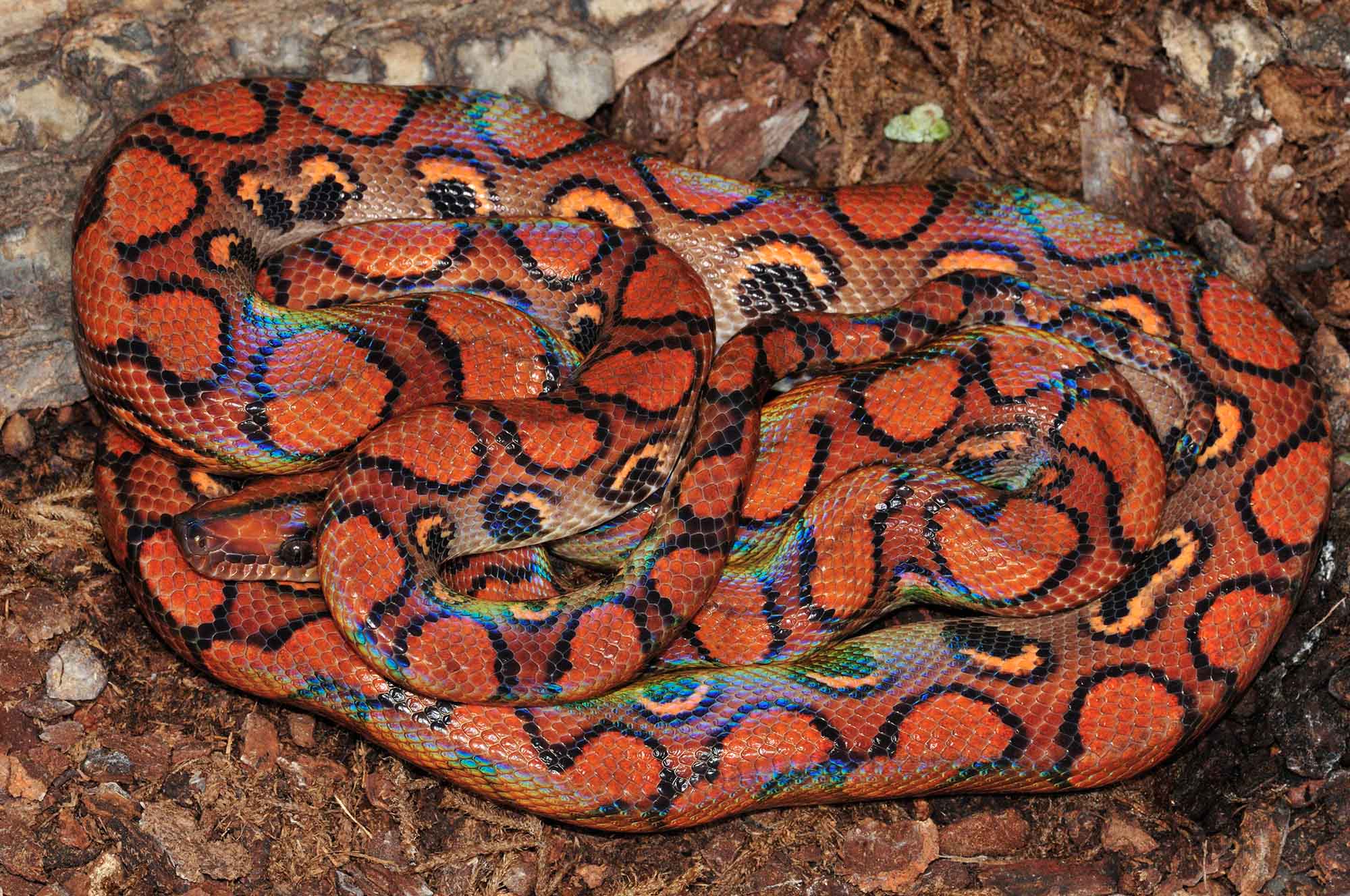 Snake gives birth despite no contact with other snakes - Pubity