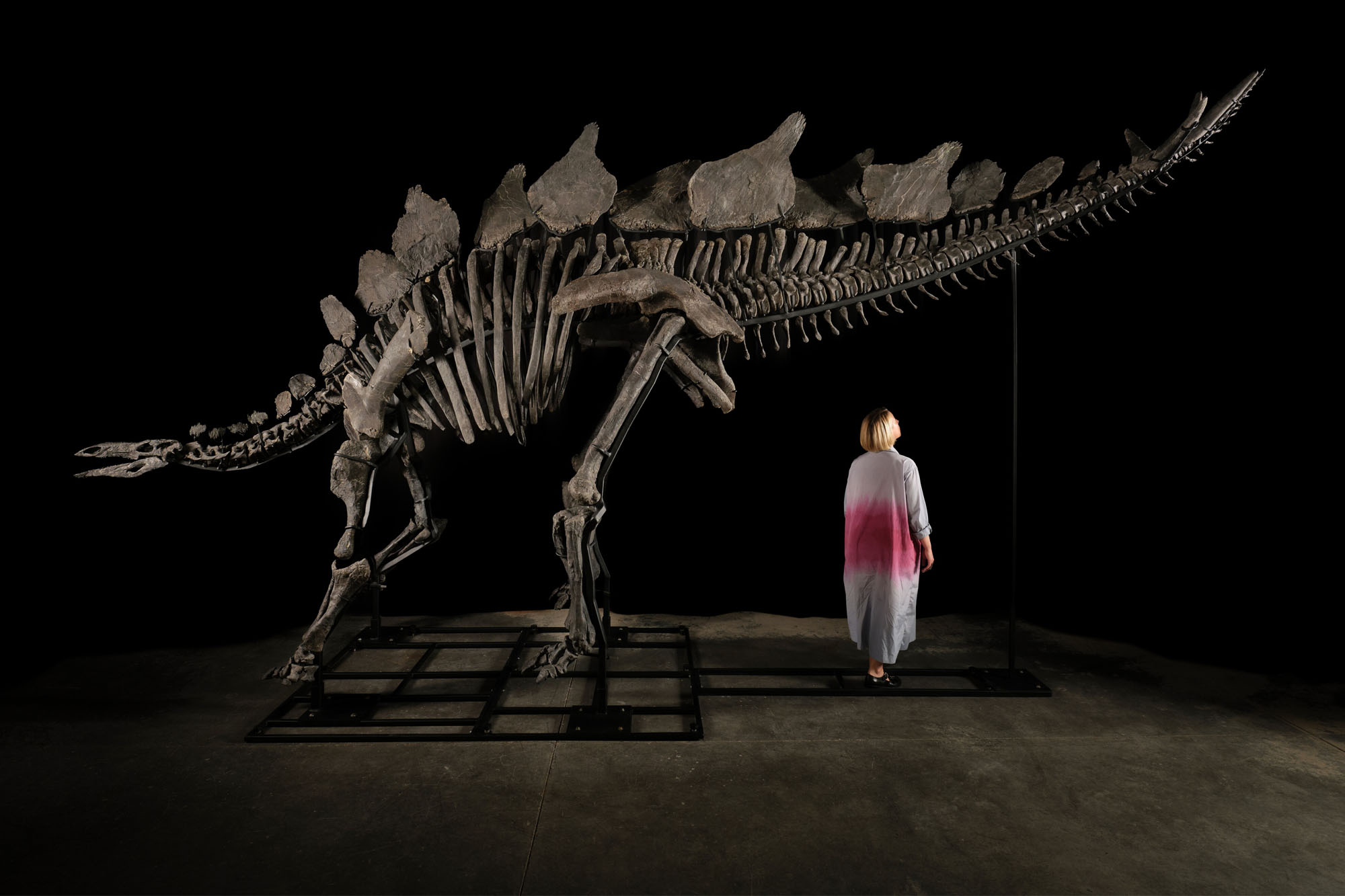 Dinosaur skeleton makes record total at auction - Pubity
