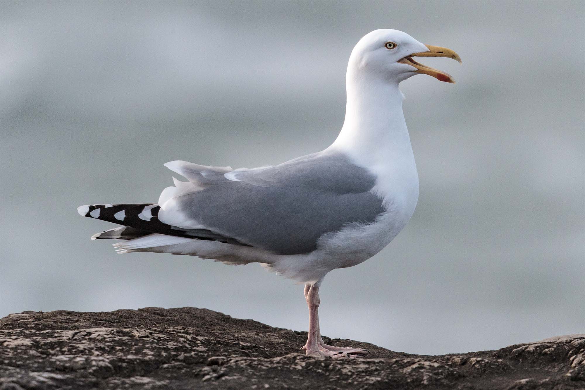 Shoplifting bird named ‘Steven Seagull’ banned from shop - Pubity
