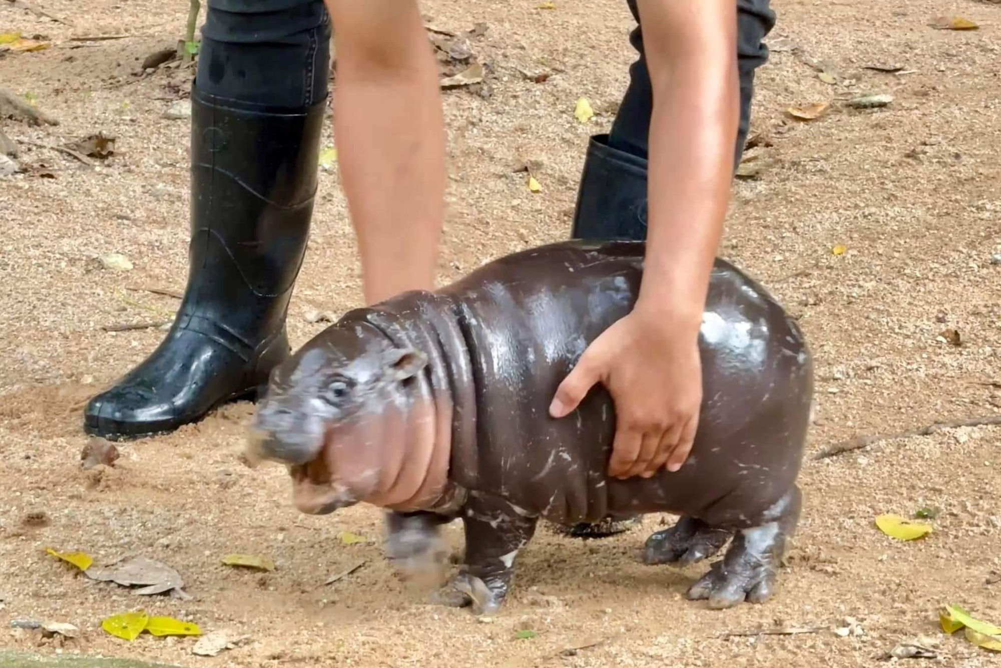 Pygmy hippo Moo-Deng becomes unlikely Internet star - Pubity