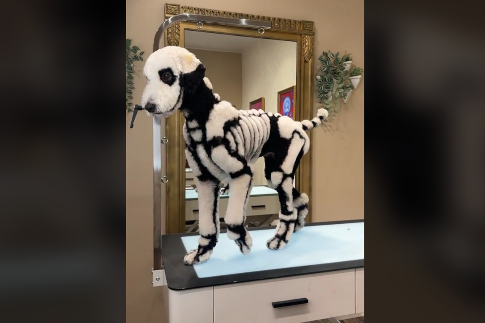 ‘Skeleton’ dog goes viral on TikTok - Pubity