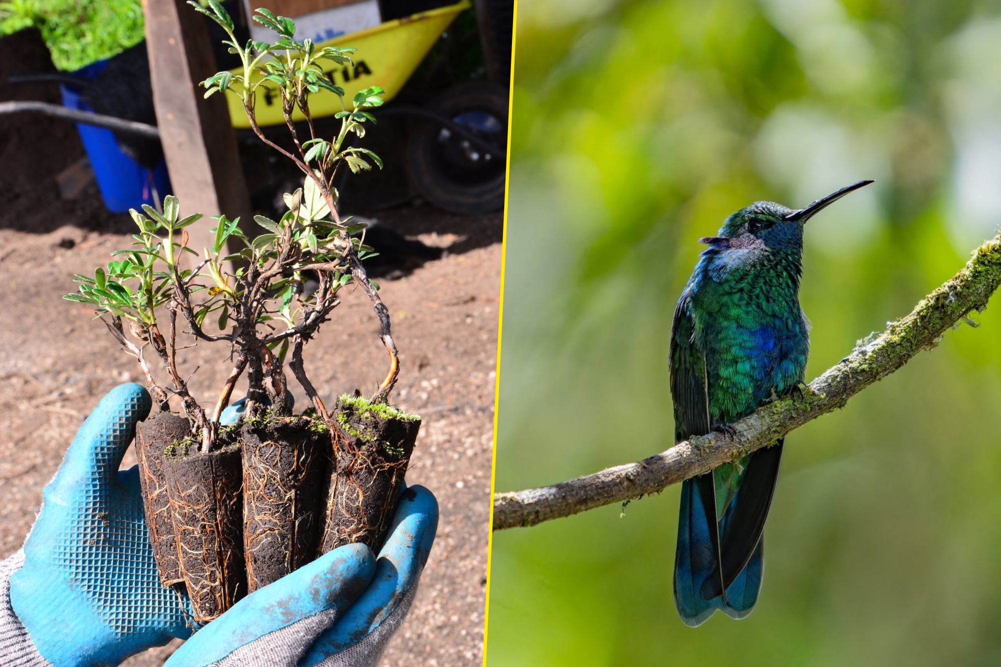 Pubity and TreeApp to bring new forest to Ecuador - Pubity