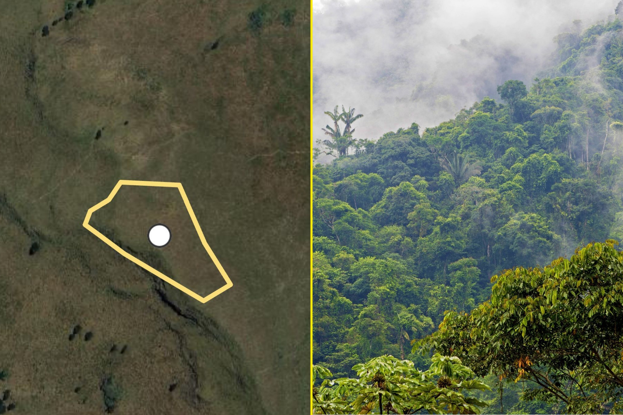 Pubity and TreeApp to bring new forest to Ecuador - Pubity