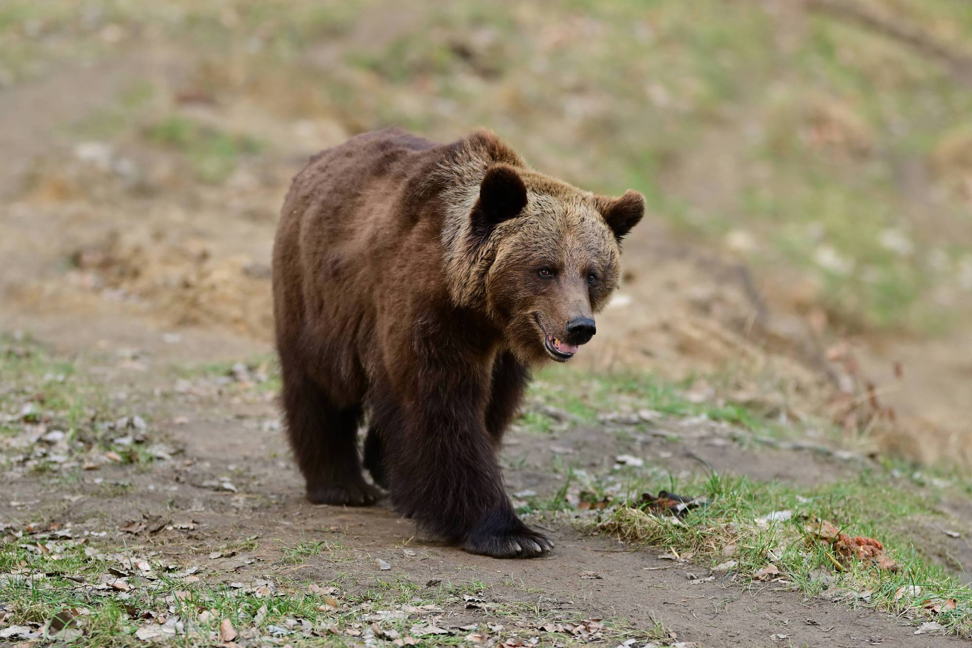 Connecticut bear spotted playing on family’s slide - Pubity