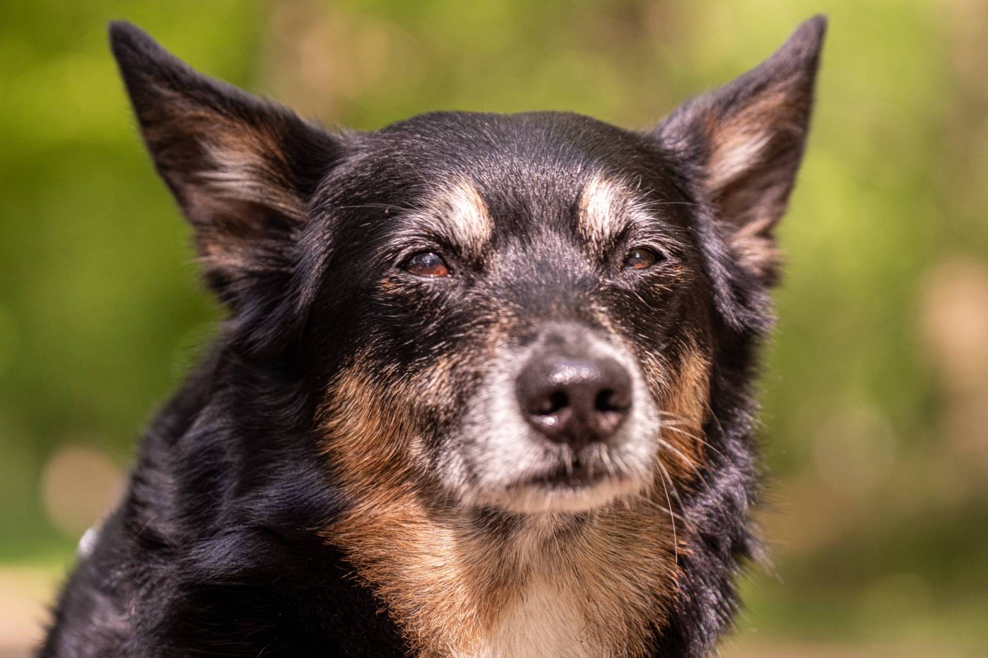 People are turning their dogs into humans with AI - Pubity