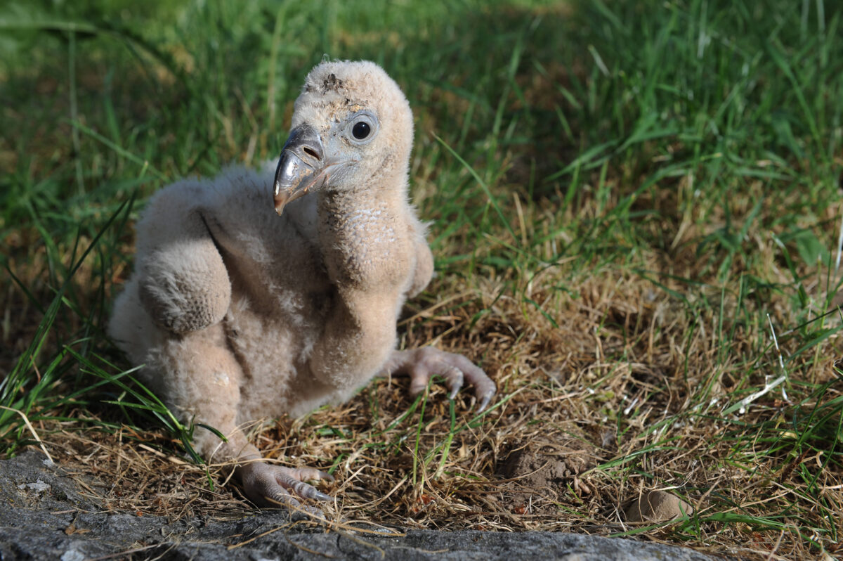 New York Zoo Feeds Baby Vulture with Hand Puppet - Pubity