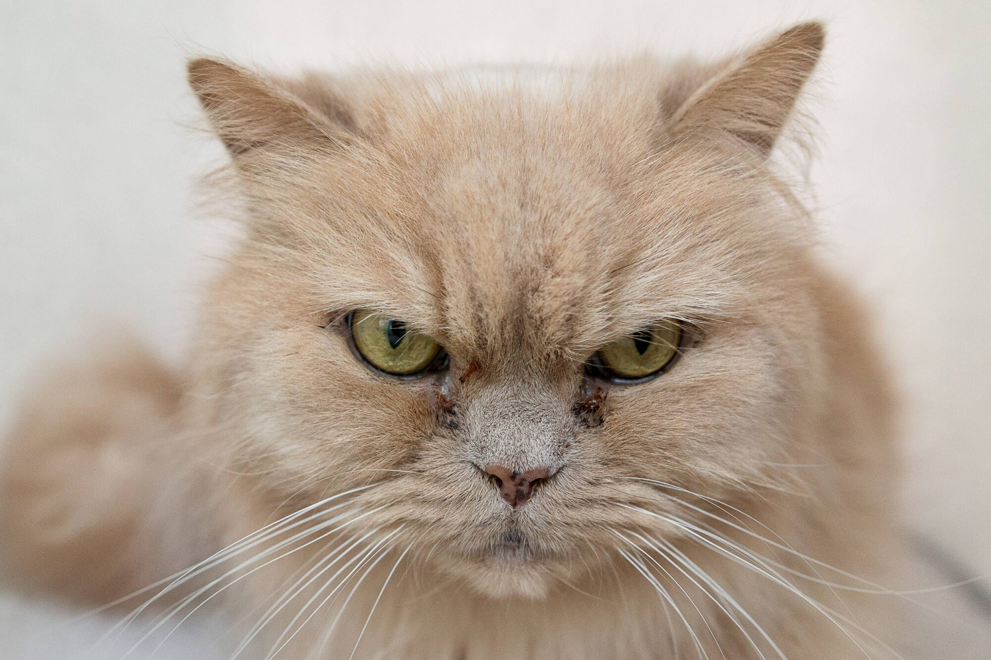 How to tell if your cat secretly hates you - Pubity