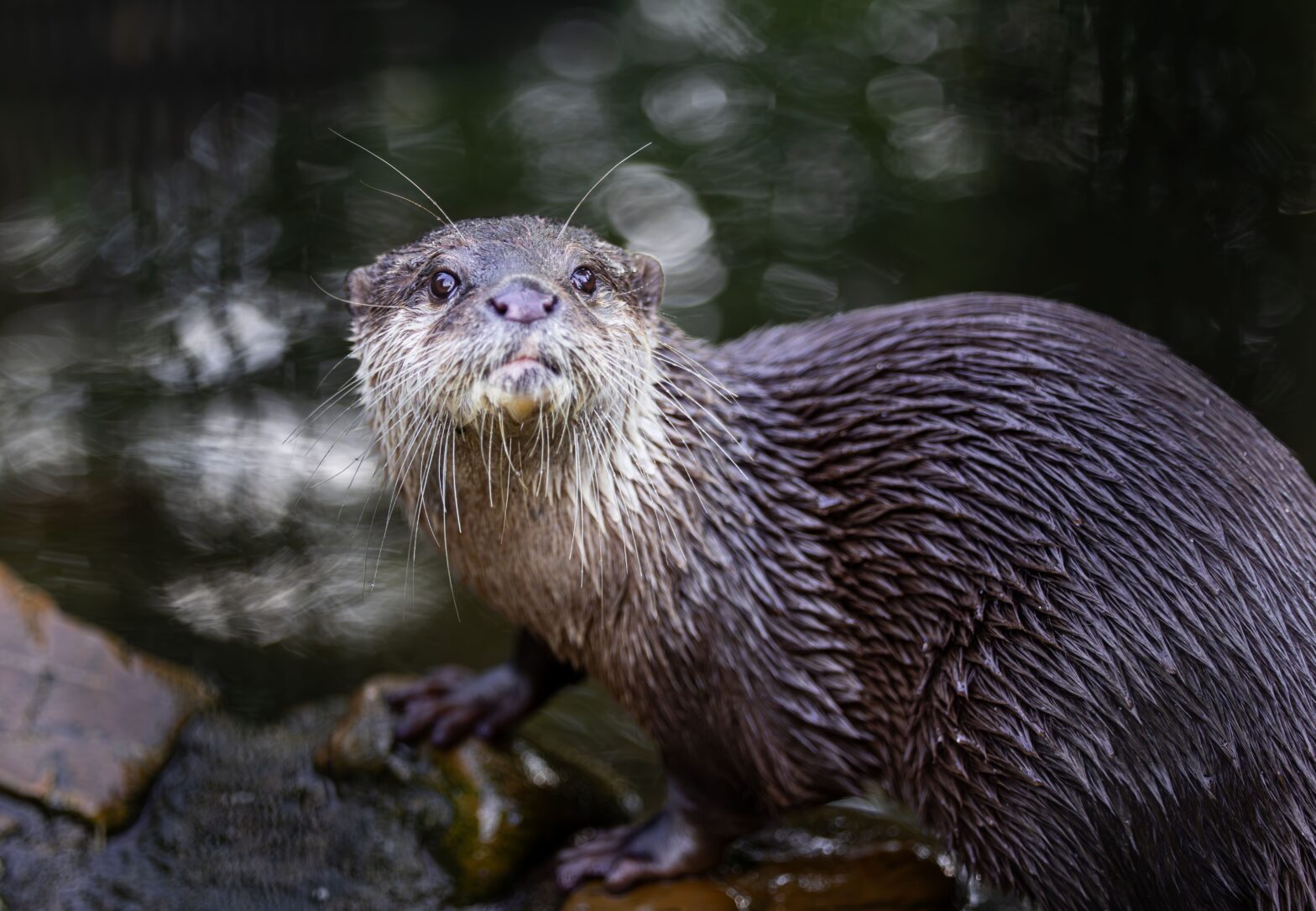 Otters keep favourite rocks in their pocket - Pubity