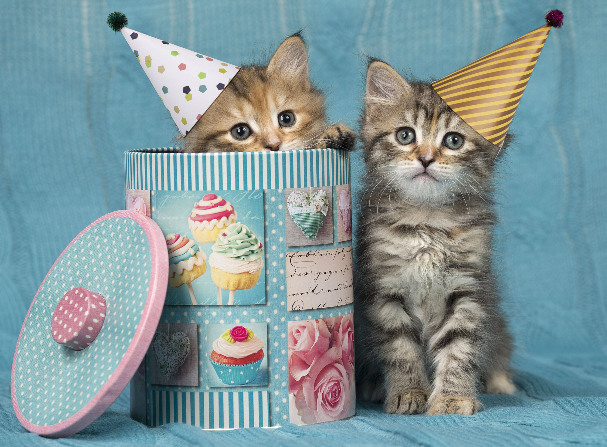 A Cat Has a Viral Quinceañera That Saves Rescue - Pubity
